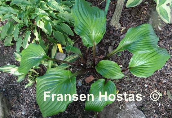 Hosta Gooseberry Sundae - Fransen Hostas